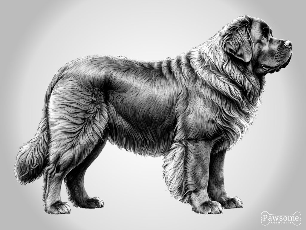 Newfoundland Dog Breed Information